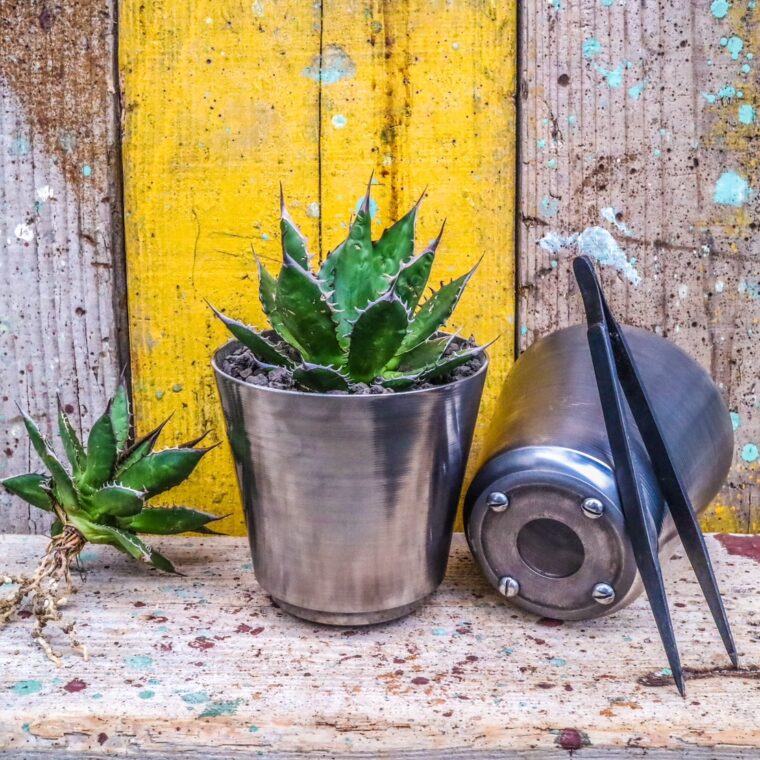 植物の取り扱いを開始しました – NoBird 植物の取り扱いを開始しました – NoBird
